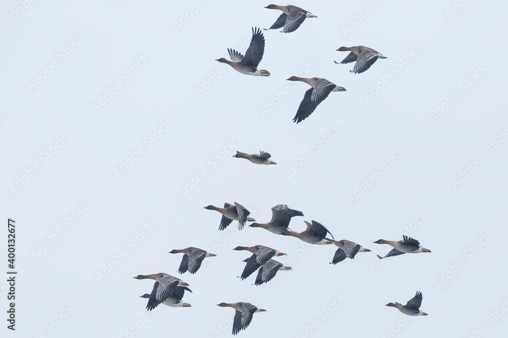 Taiga bean goose - Wald-Saatgans - Anser fabalis fabalis, Germany ...