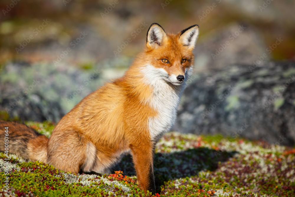 red fox in tundra Stock Photo | Adobe Stock
