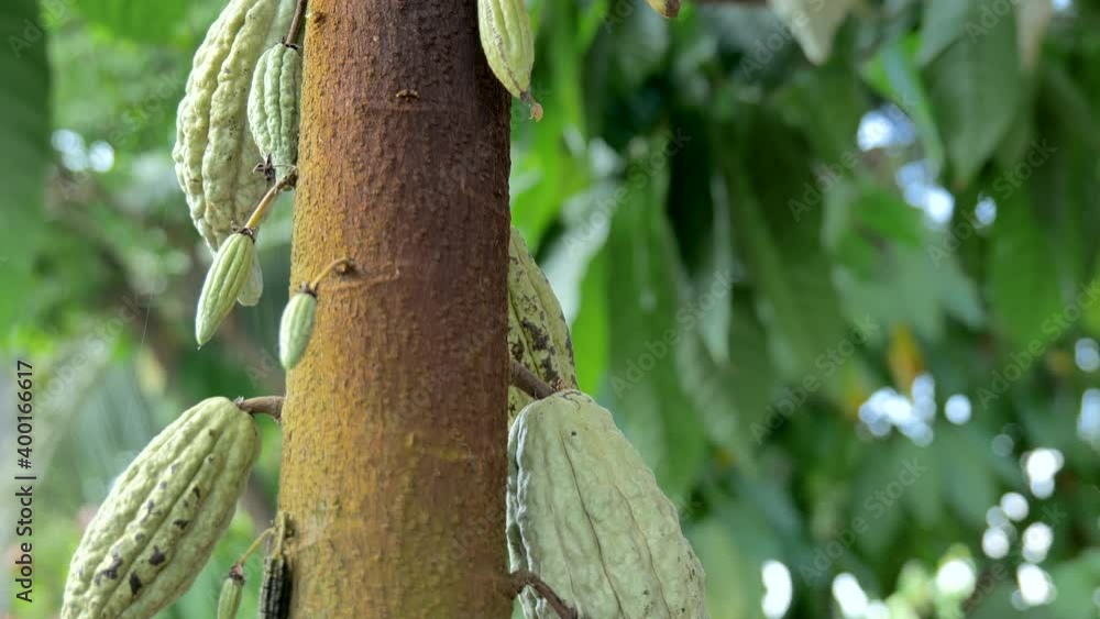 The cocoa tree with fruits. Yellow and green Cocoa pods grow on the ...