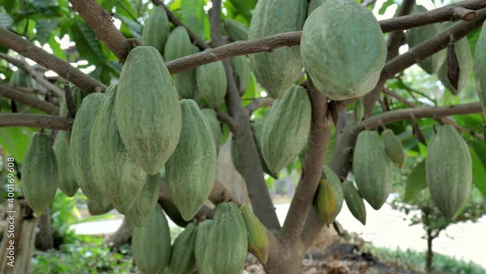 The cocoa tree with fruits. Yellow and green Cocoa pods grow on the ...