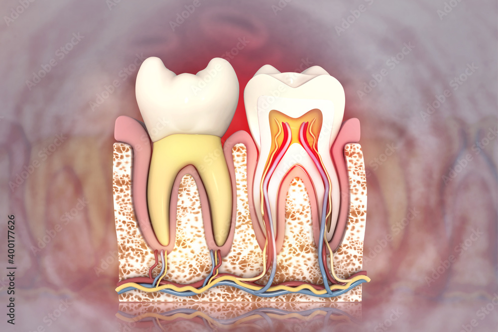 Human tooth cross section.3d illustration Stock Illustration | Adobe Stock