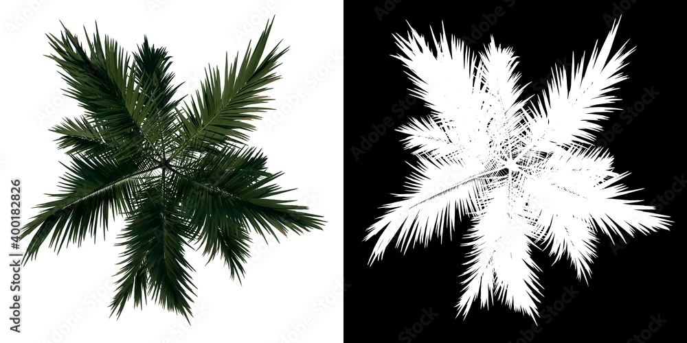 Top view tree ( Alexander palm Tree Palm 1) white background alpha png ...