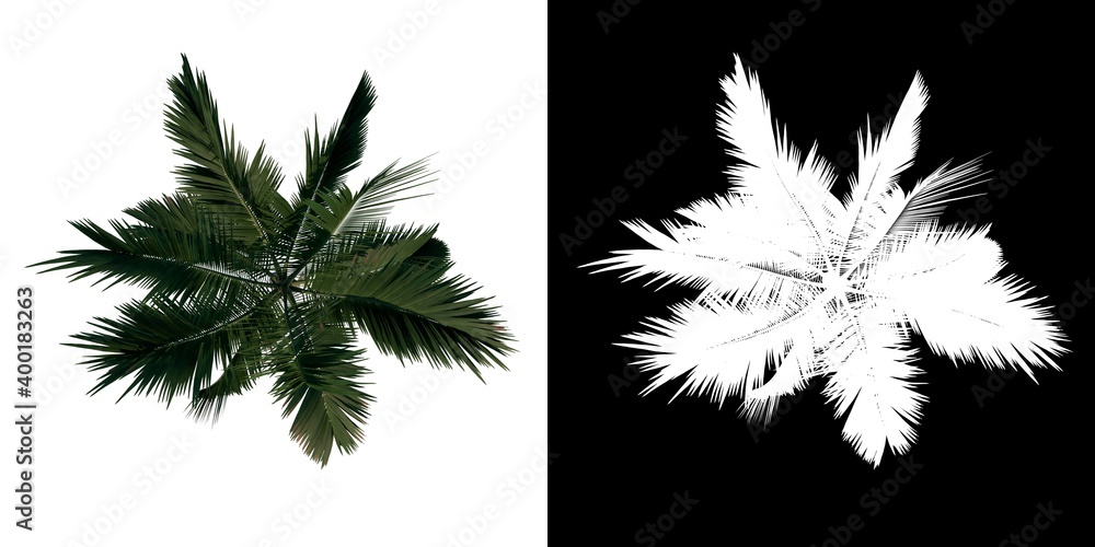 Top view tree ( Adolescent Alexander palm Tree Palm 3) white background ...