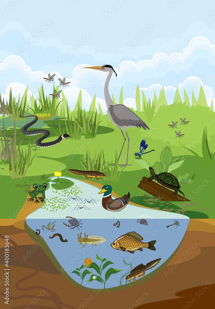Ecosystem of pond with different animals (birds, insects, reptiles ...