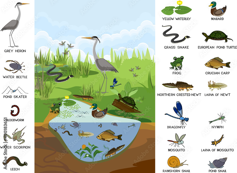 Ecosystem of pond with different animals (birds, insects, reptiles ...