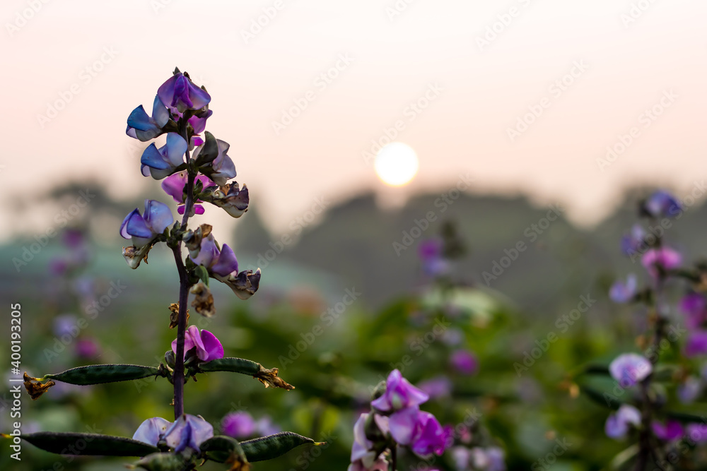 Foto de Growing common beans with flowers close up shot at the sunset ...