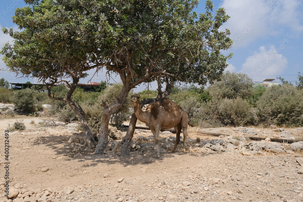 camel tied to a tree, turkey Stock Photo | Adobe Stock