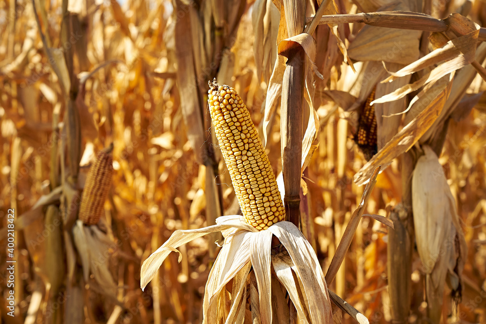Ear of corn. Seed corn. Varietal corn. Stock Photo | Adobe Stock