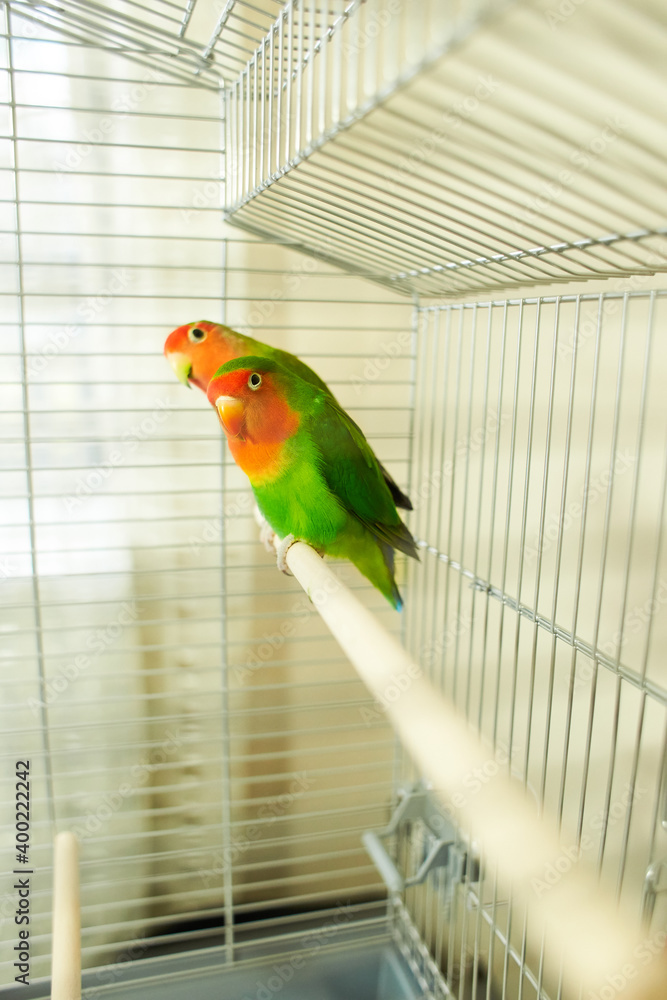 Two green wavy parrots sits in a cage . Rosy Faced Lovebird parrot in a ...