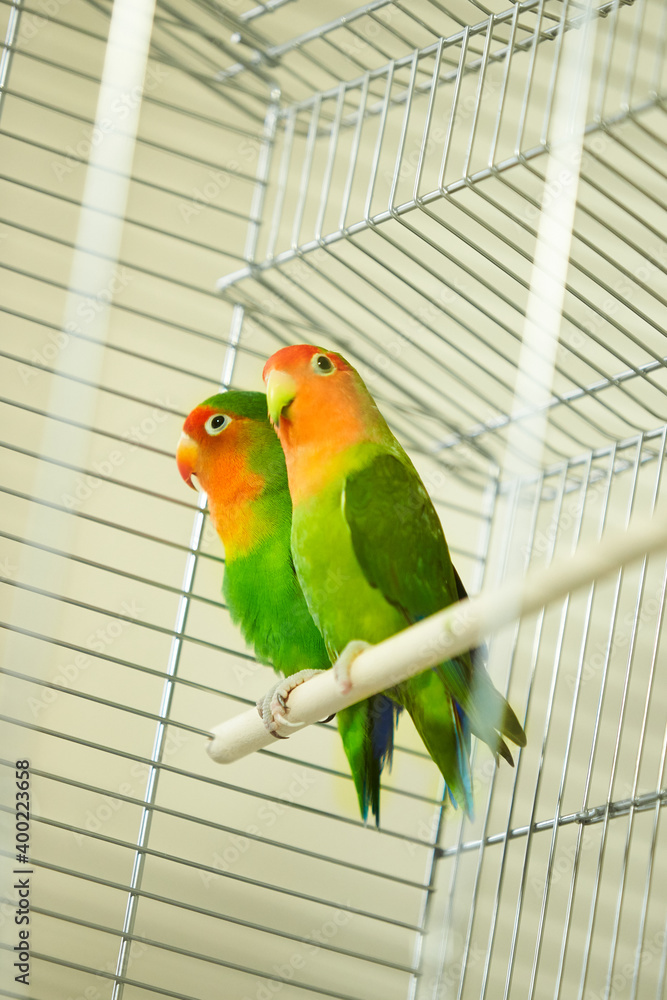 Two green wavy parrots sits in a cage . Rosy Faced Lovebird parrot in a ...