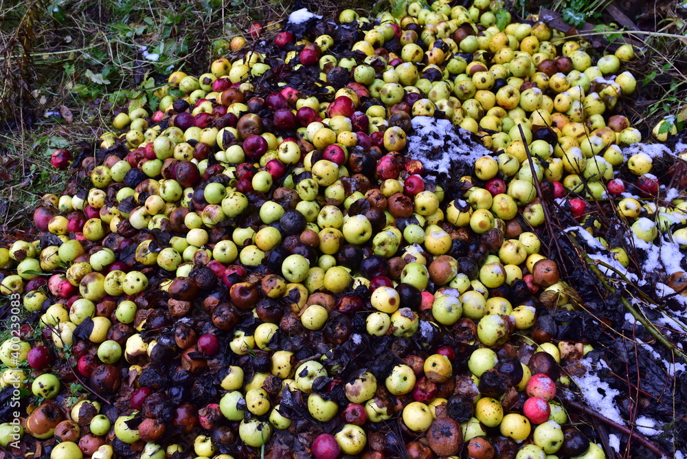 Rotten apples as discarded garbage lie on the ground. Bad apple and ...