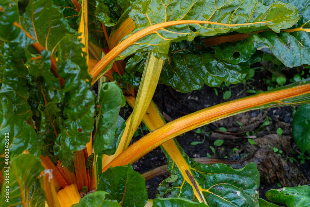 mangold root plant growing in the ground Stock Photo | Adobe Stock