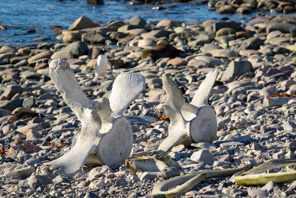The vertebral bones of a whale stand on a stone beach in Antarctica ...