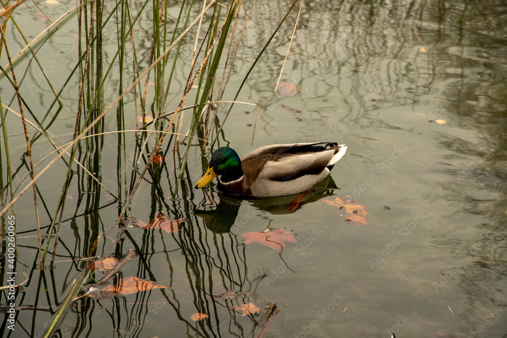 Photograph of a duck in a watercourse, Real duck, Mallard duck, male ...