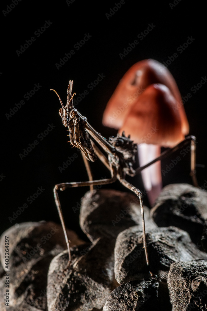 La empusa o mantis palo (Empusa pennata) es una especie de insecto ...