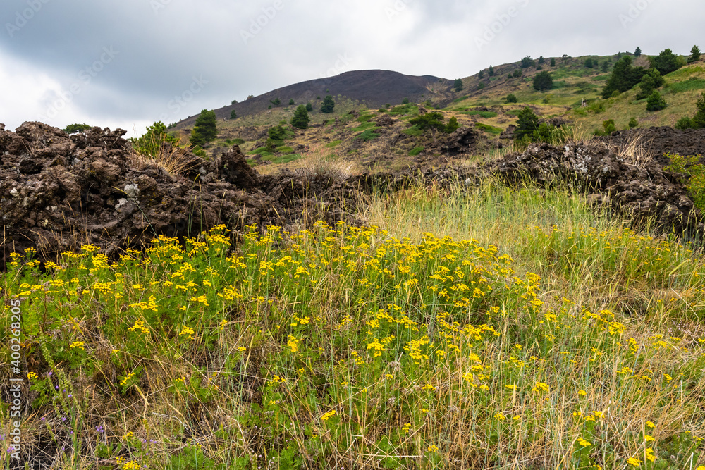 Mount Etna volcanic landscape and its typical summer vegetation Stock ...