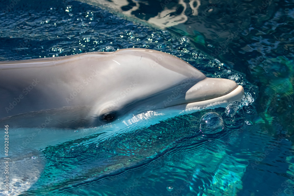 Dolphin Swimming in Crystal Clear Water Stock Photo | Adobe Stock