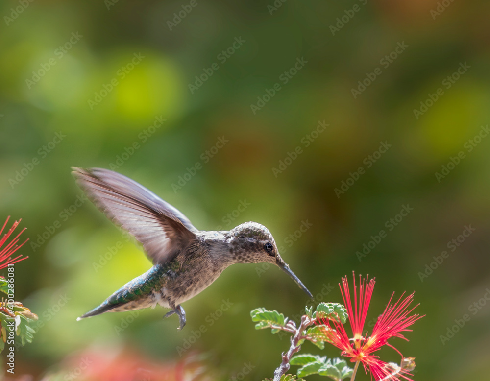 Bird Background for screen or print Stock Photo | Adobe Stock