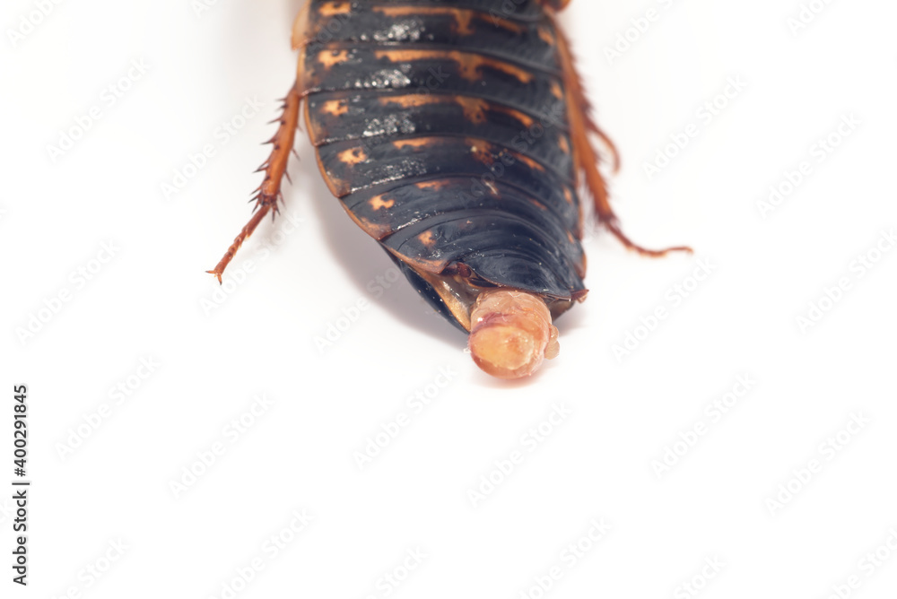 白背景のゴキブリのメスの成虫の飛び出た卵鞘(デュビア、アルゼンチンゴキブリ) Stock-Foto | Adobe Stock