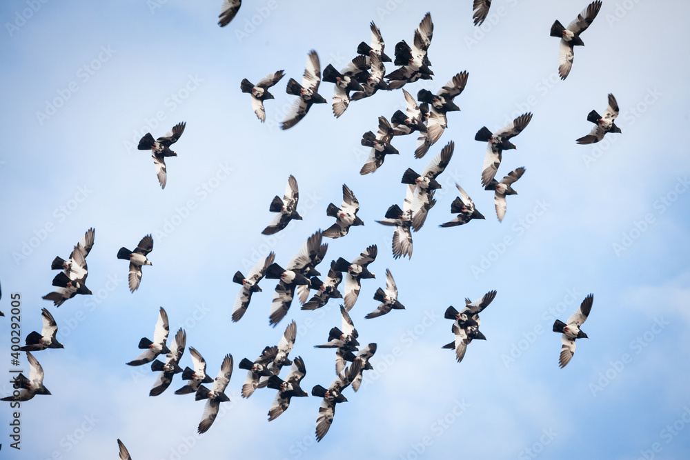 Group of carrier pigeons flying in flight together, practising their ...