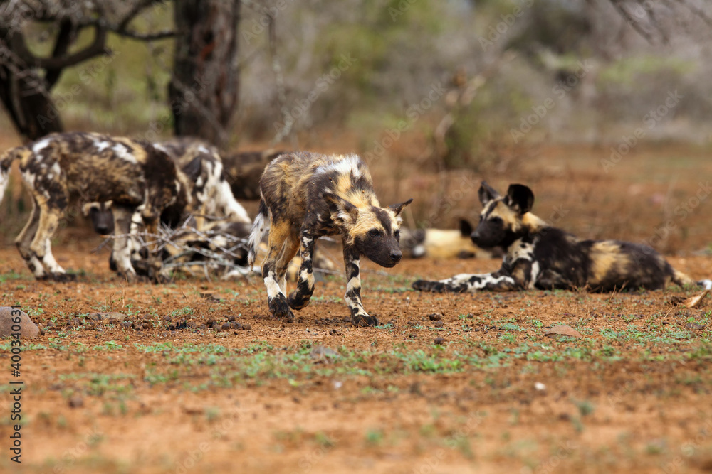 The African wild dog, African hunting dog, or African painted dog ...