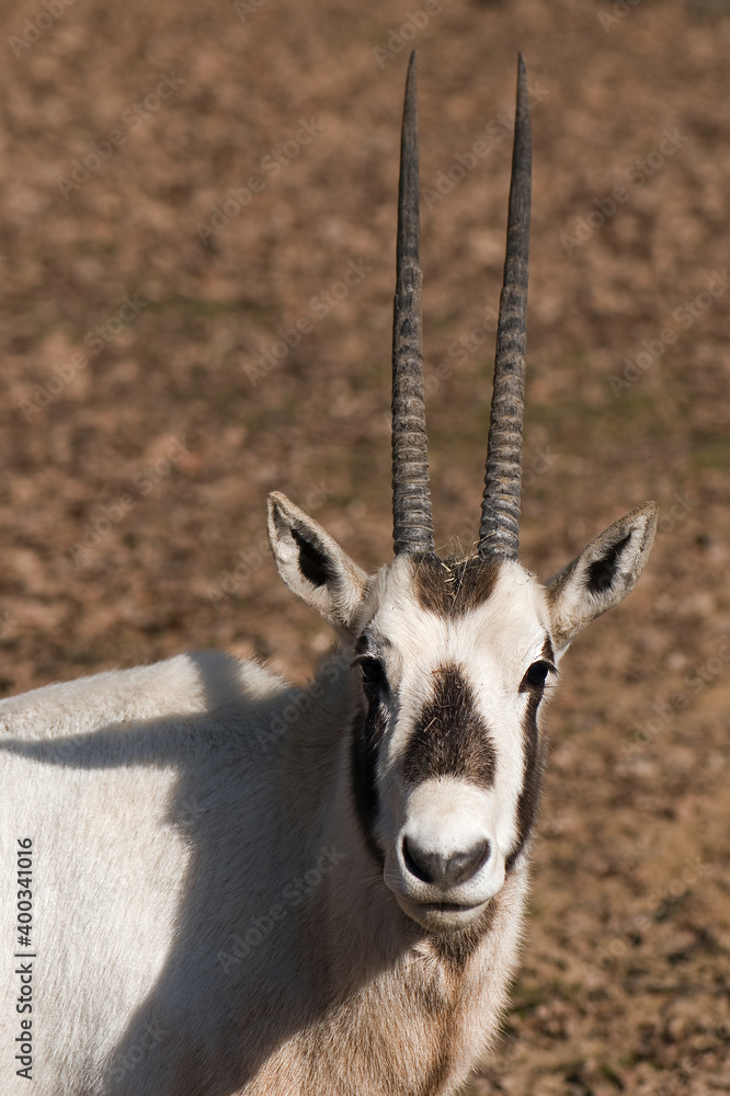 Arabian Oryx - Oryx leucoryx, beautiful large antelope from Arabian ...
