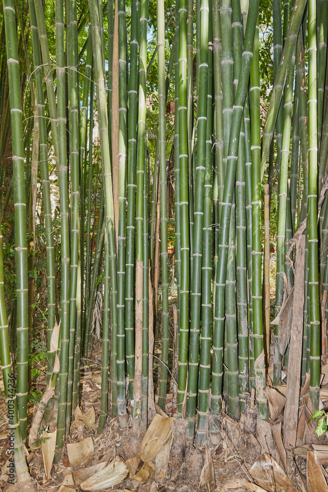 Natural Portrait Bamboo Tree in Bamboo Forest and Dry Leaves and Twigs ...