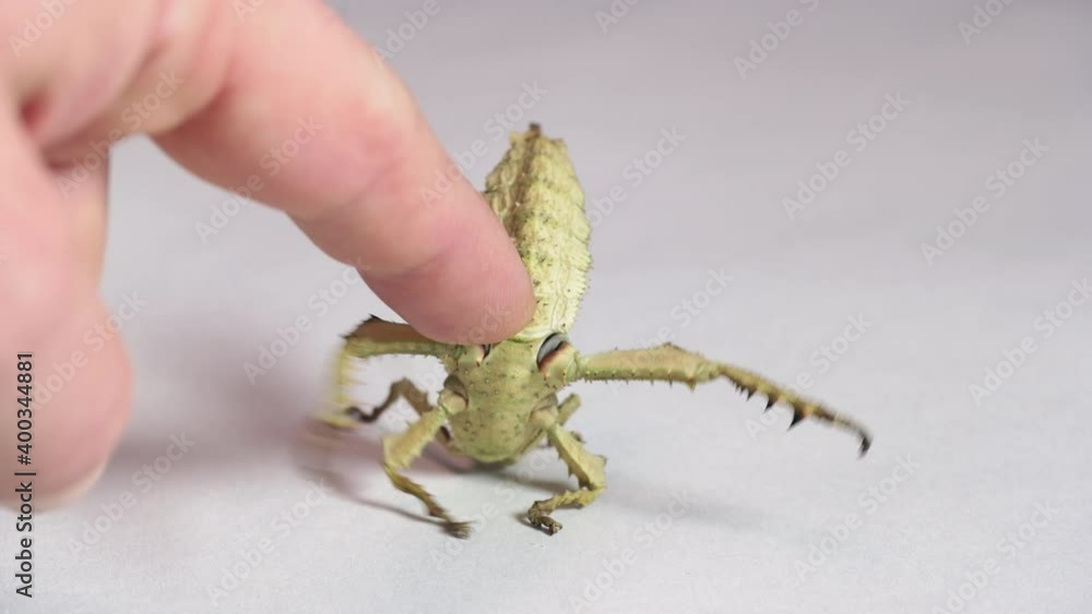 Human finger disturbing a young female of Heteropteryx dilatata on ...