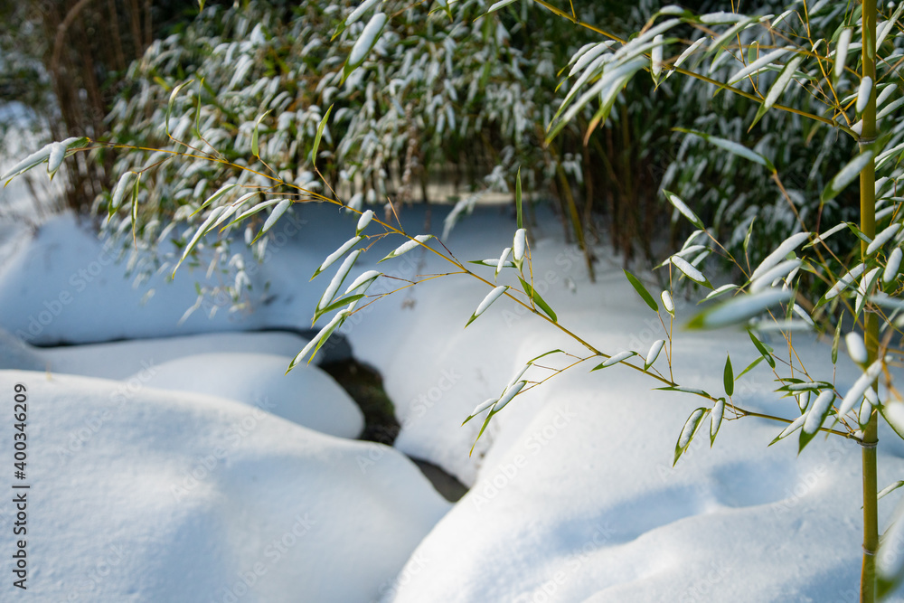 Bamboo Snow & Ice, Hardy Japanese Bamboo Timber Wood In Garden Stock ...