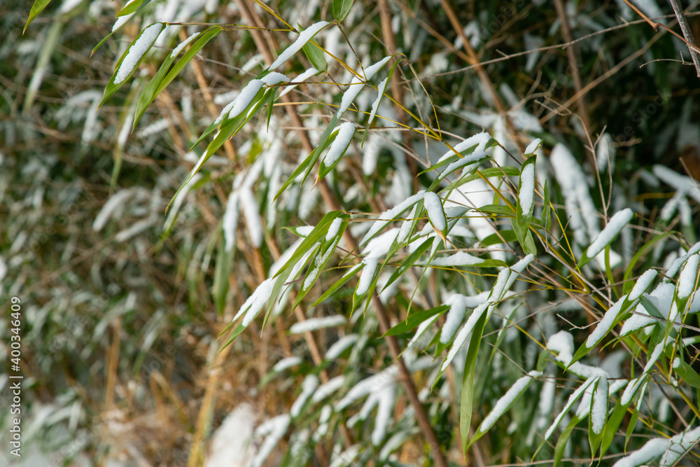 Bamboo Snow & Ice, Hardy Japanese Bamboo Timber Wood In Garden Stock ...