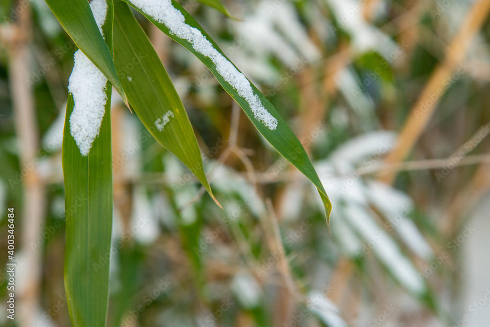 Bamboo Snow & Ice, Hardy Japanese Bamboo Timber Wood In Garden Stock ...