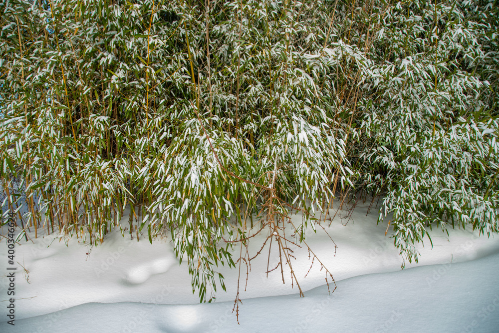 Bamboo Snow & Ice, Hardy Japanese Bamboo Timber Wood In Garden Stock ...