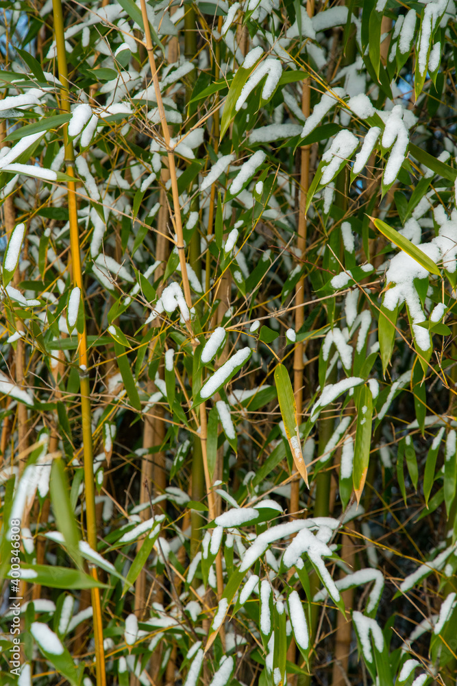 Bamboo Snow & Ice, Hardy Japanese Bamboo Timber Wood In Garden Stock ...
