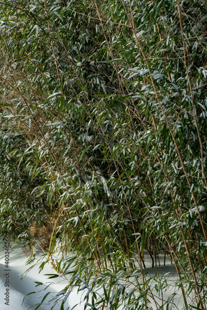 Bamboo Snow & Ice, Hardy Japanese Bamboo Timber Wood In Garden Stock ...