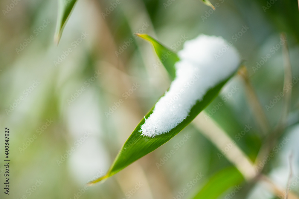 Bamboo Snow & Ice, Hardy Japanese Bamboo Timber Wood In Garden Stock ...