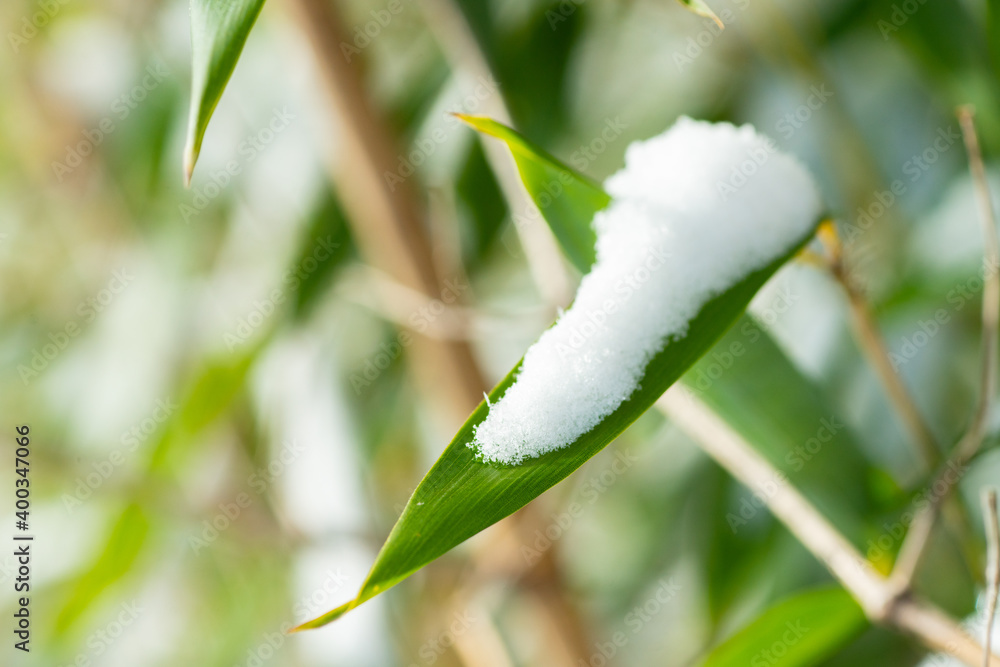 Bamboo Snow & Ice, Hardy Japanese Bamboo Timber Wood In Garden Stock ...