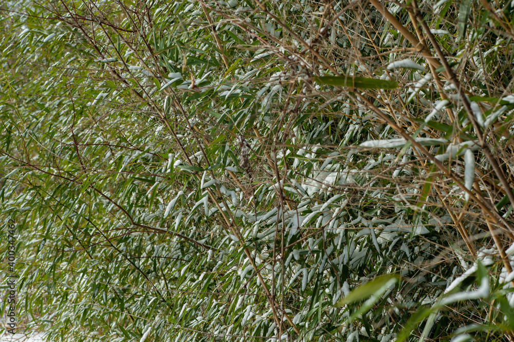 Bamboo Snow & Ice, Hardy Japanese Bamboo Timber Wood In Garden Stock ...