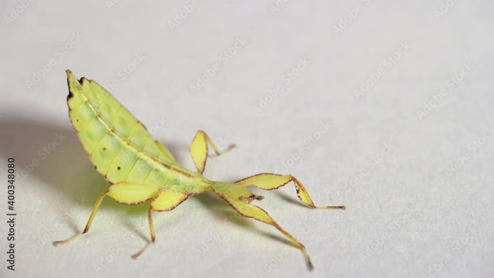Studio shot of a nymph of Phyllium philippinicum, a species of tropical ...