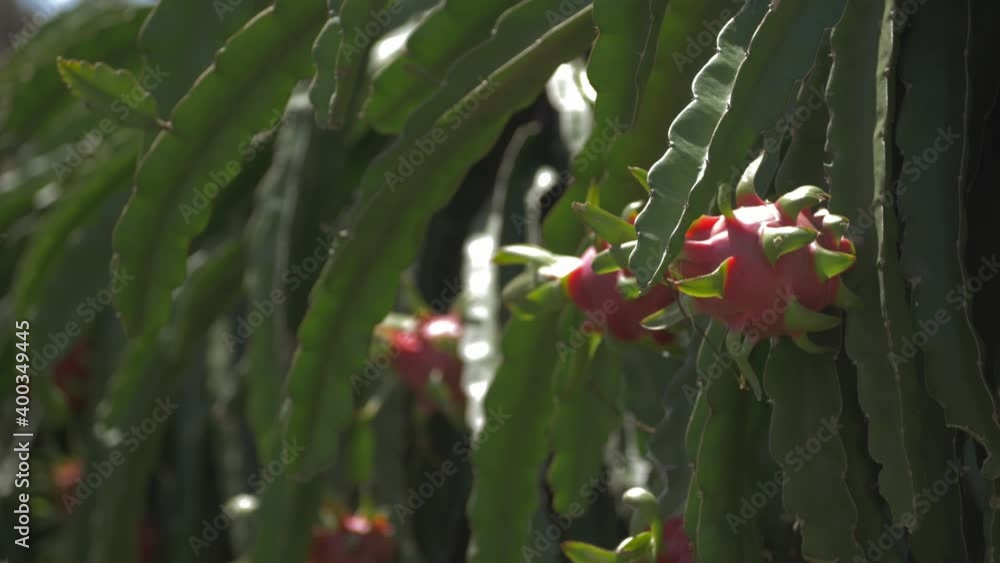 ripe pitaya, pitahaya or dragon fruit, tropical and subtropical regions ...