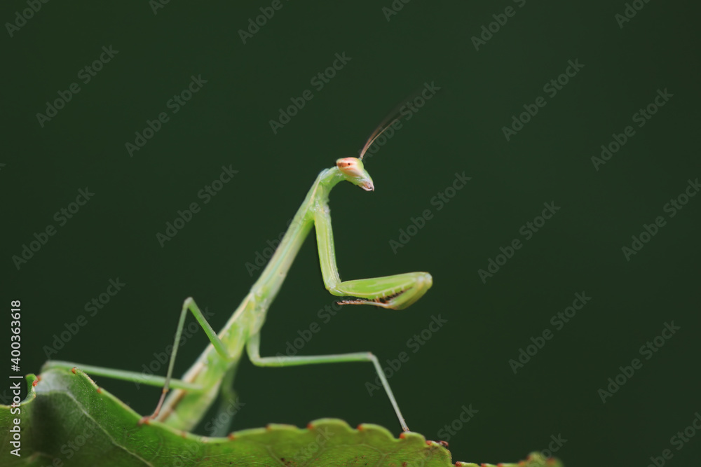 Mantis lives on weeds in the North China Plain Stock Photo | Adobe Stock