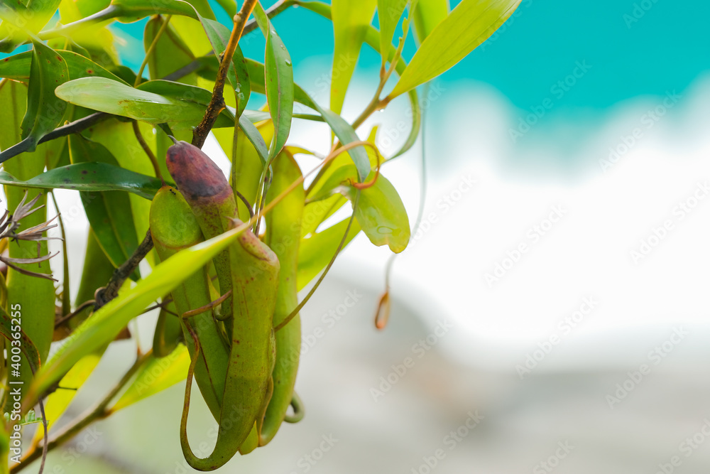 Tropical flower Pitcher plants (in Malay is known as Periuk kera) grow ...