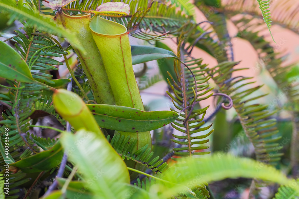 Tropical flower Pitcher plants (in Malay is known as Periuk kera) grow ...