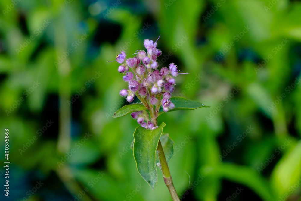 Light pink color flowers a weed plant from Western Ghats Stock Photo ...