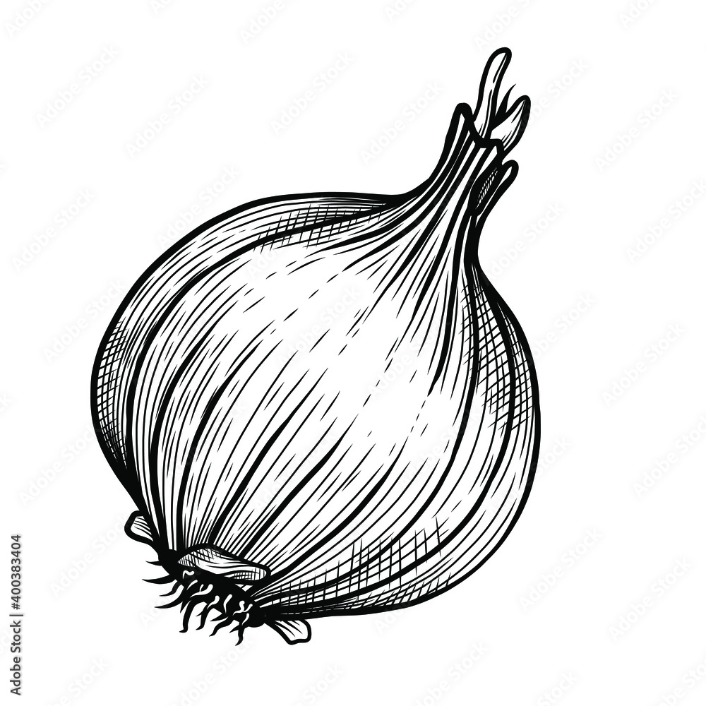 Vector sketch illustration of onion drawing isolated on white. Engraved ...