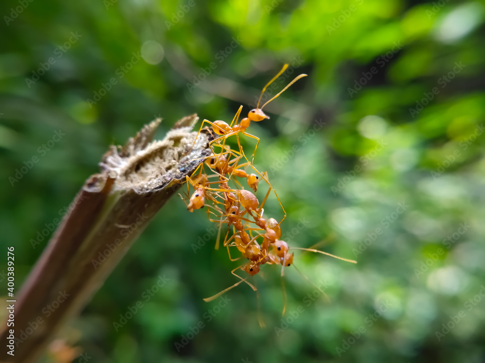 Red Ant bridge unity team. Close up Macro of Ant making unity bridge on ...