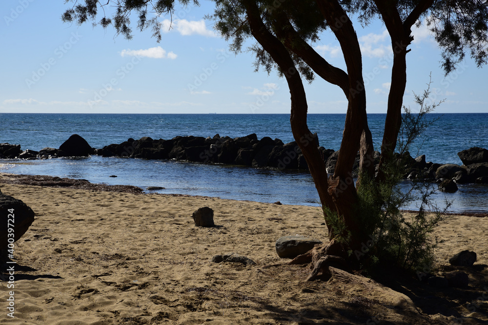 Baum am Strand mit Meersicht Stock Photo | Adobe Stock