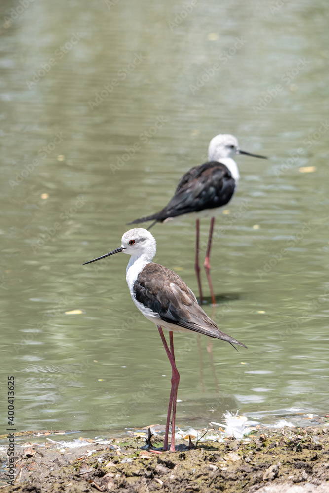 Foto de Black-winged stilt birds (himantopus himantopus) on water in ...