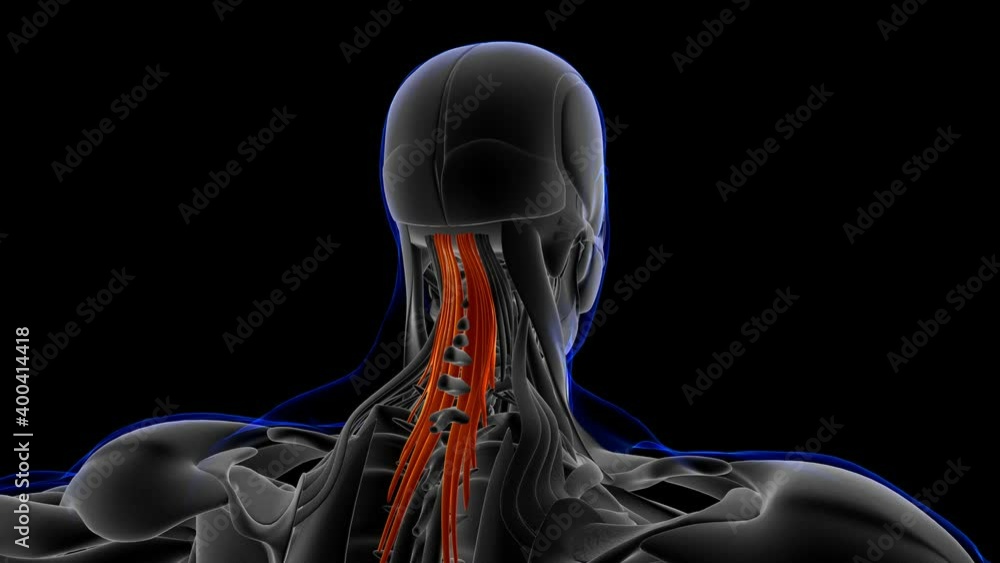 Semispinalis Capitis Muscle Anatomy For Medical Concept 3D vídeo do ...
