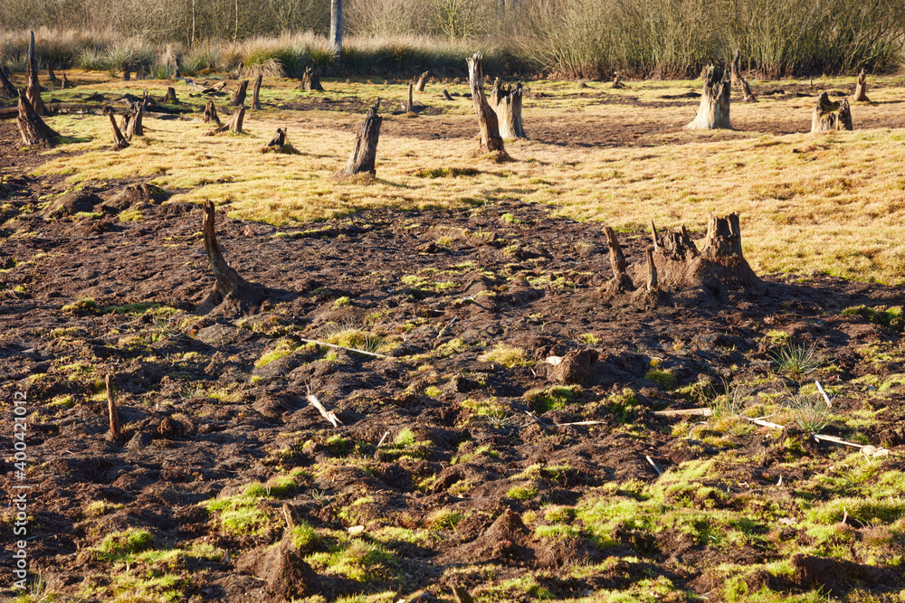 Das Moor ist Biotop, in dem viele Tiere und Pflanzen heimisch sind ...
