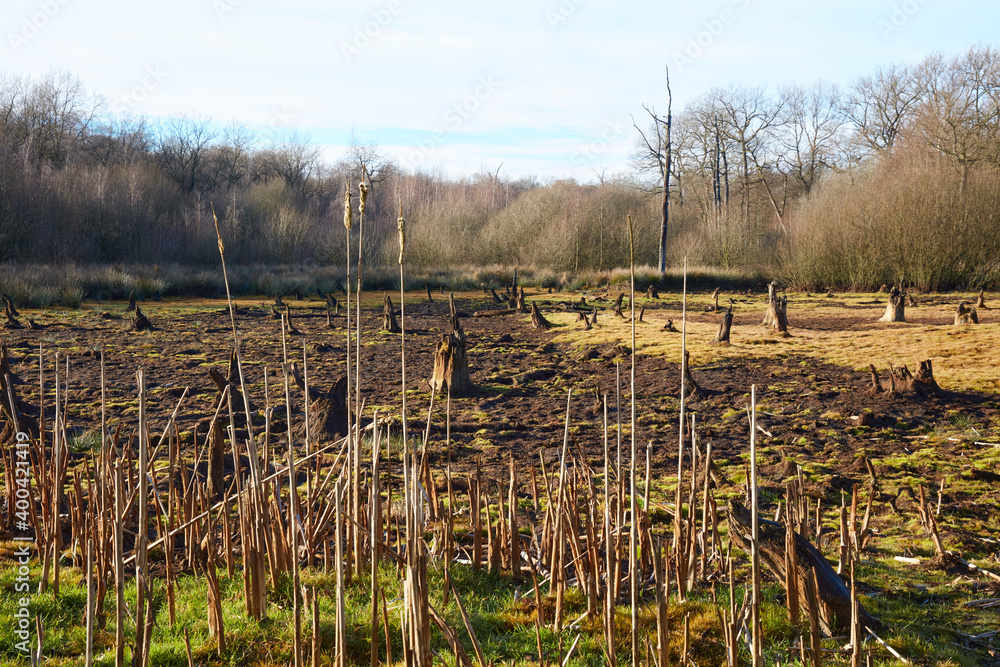 Das Moor ist Biotop, in dem viele Tiere und Pflanzen heimisch sind ...